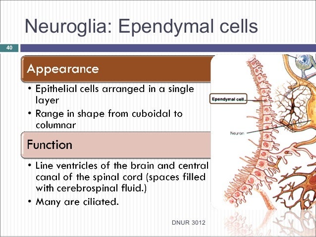 1 structure functions nerve cells