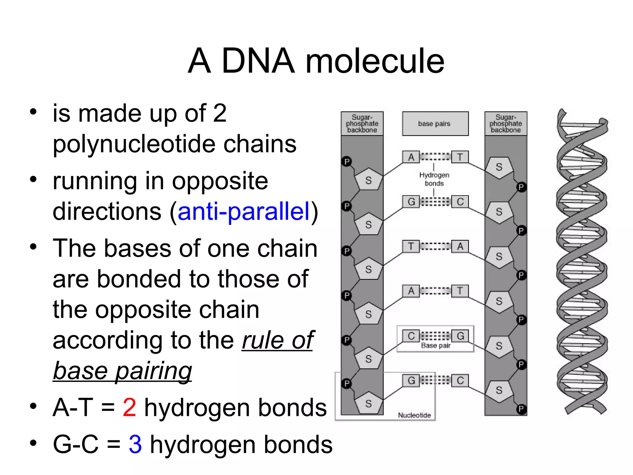 Chapter 20 Molecular Genetics Lesson 1 - Structure of DNA | PPT | Genetics | Science