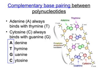 Chapter 20 Molecular Genetics Lesson 1 - Structure of DNA | PPT ...
