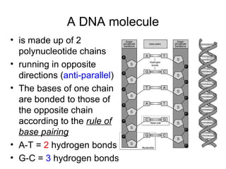 Chapter 20 Molecular Genetics Lesson 1 - Structure of DNA | PPT
