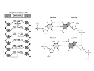 Chapter 20 Molecular Genetics Lesson 1 - Structure of DNA | PPT