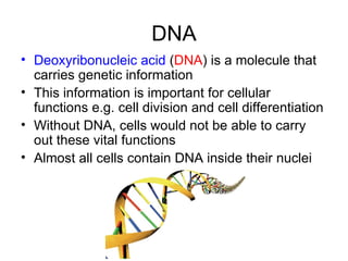 Chapter 20 Molecular Genetics Lesson 1 - Structure of DNA | PPT ...