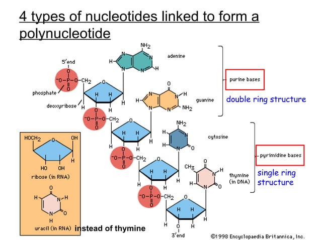 Chapter 20 Molecular Genetics Lesson 1 - Structure of DNA | PPT | Genetics | Science