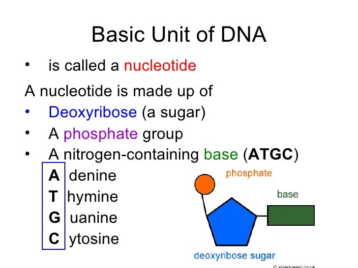 Chapter 20 Molecular Genetics Lesson 1 - Structure of DNA
