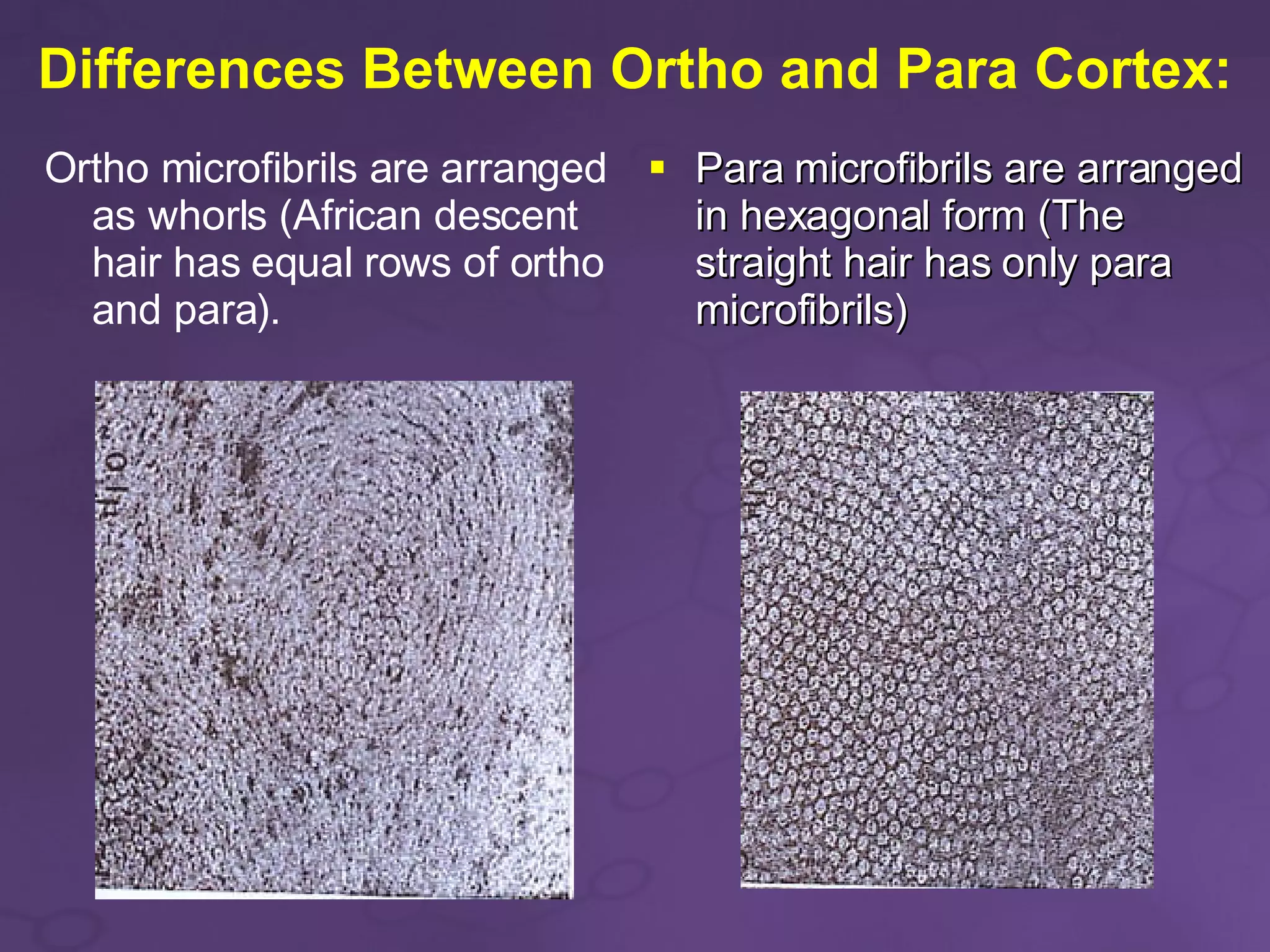 The Structure of Hair | PPT