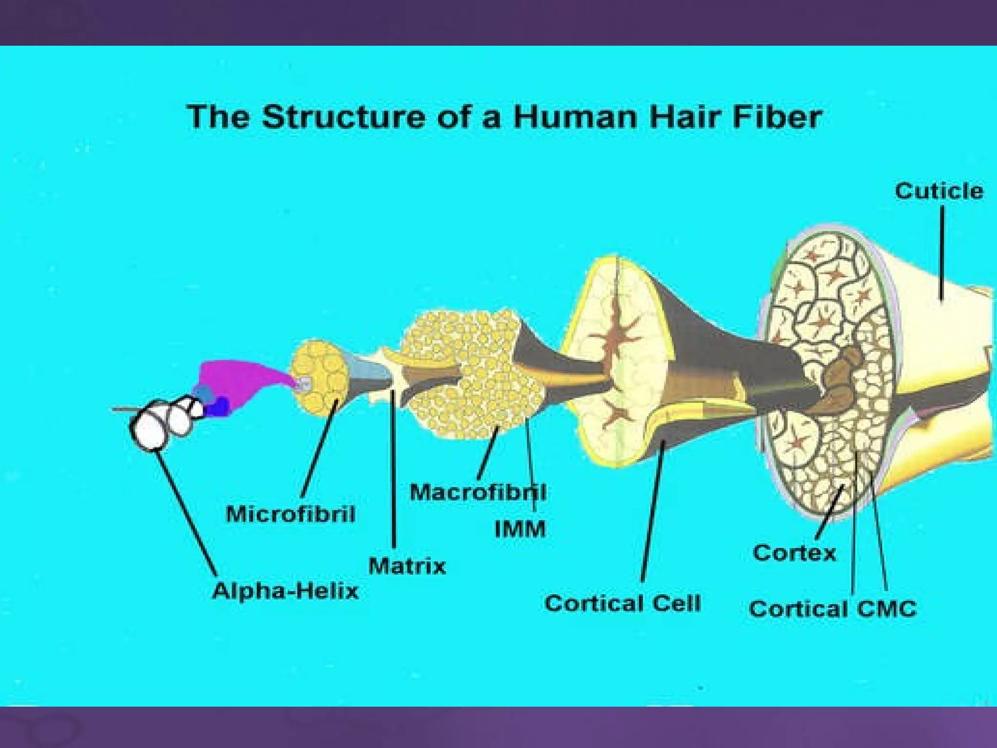 The Structure of Hair | PPT