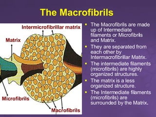 The Structure of Hair | PPT