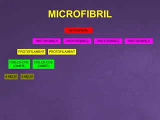 The Structure of Hair | PPT