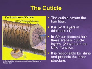The Structure of Hair | PPT