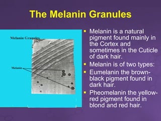 The Structure of Hair | PPT