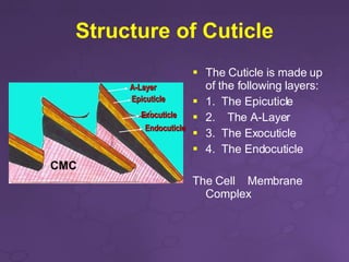 The Structure of Hair | PPT