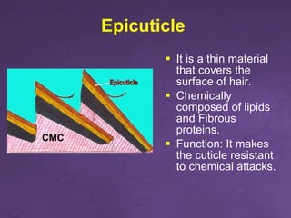 The Structure of Hair | PPT