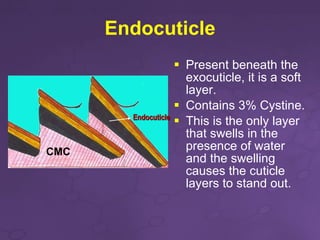 The Structure of Hair | PPT