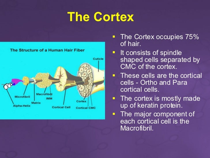 The Structure of Hair