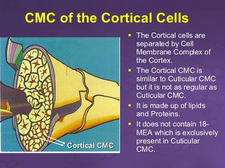 The Structure of Hair