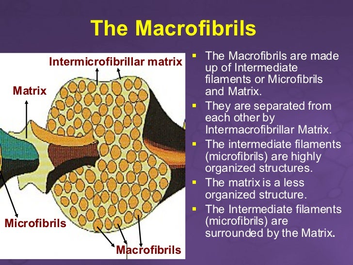 The Structure of Hair