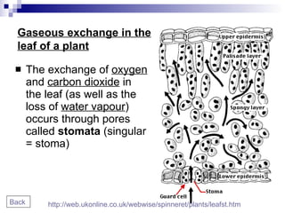 Chapter 7 Nutrition in Plants Lesson 1 - Structure of plants and leaves ...