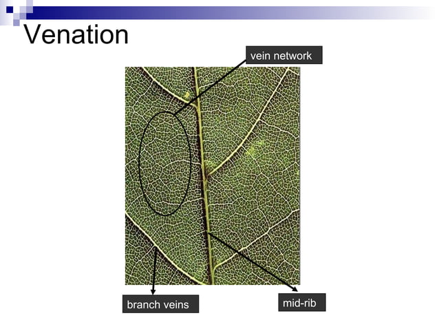 Chapter 7 Nutrition in Plants Lesson 1 - Structure of plants and leaves ...