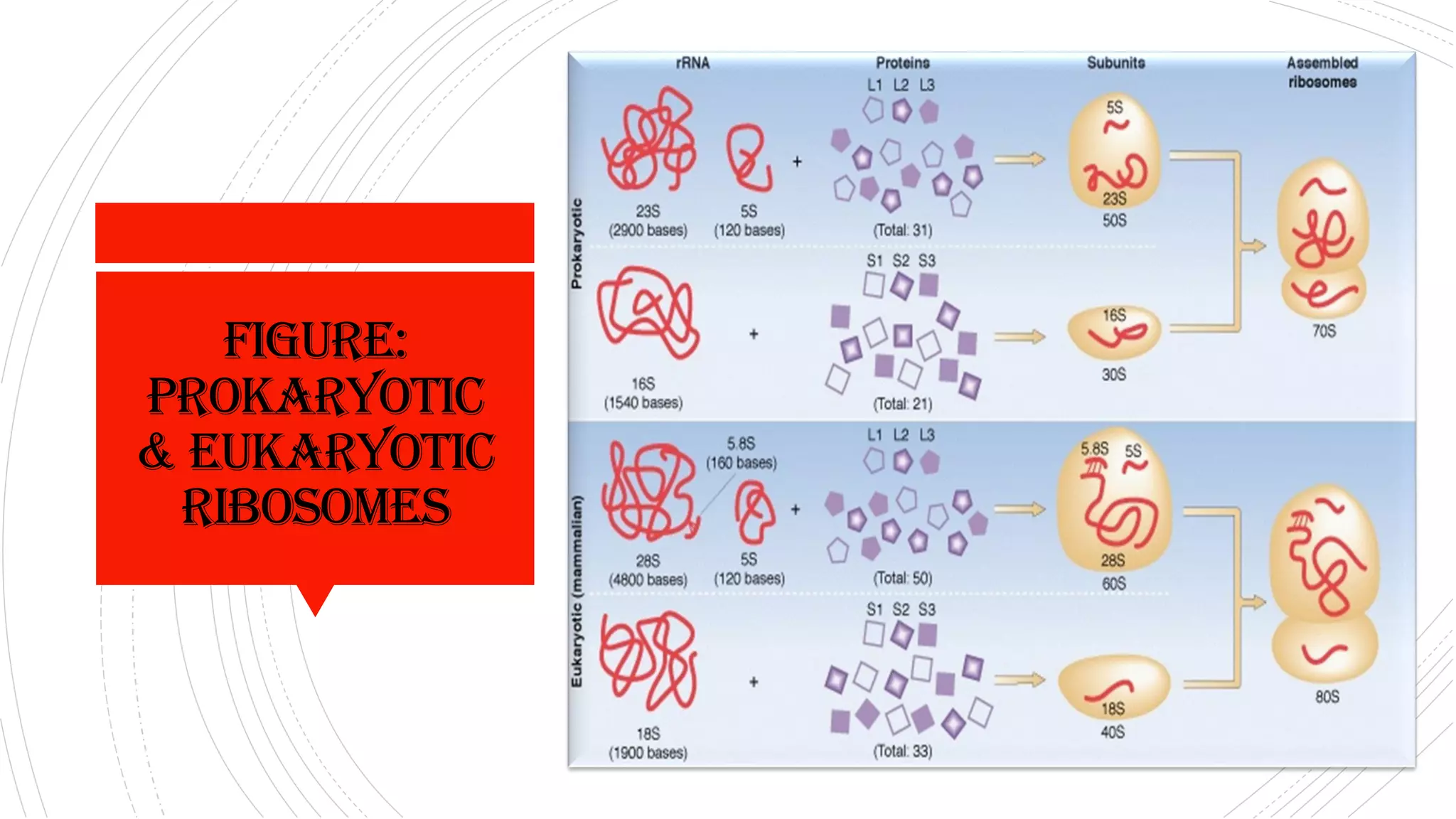 Structure of Ribosomes.pdf
