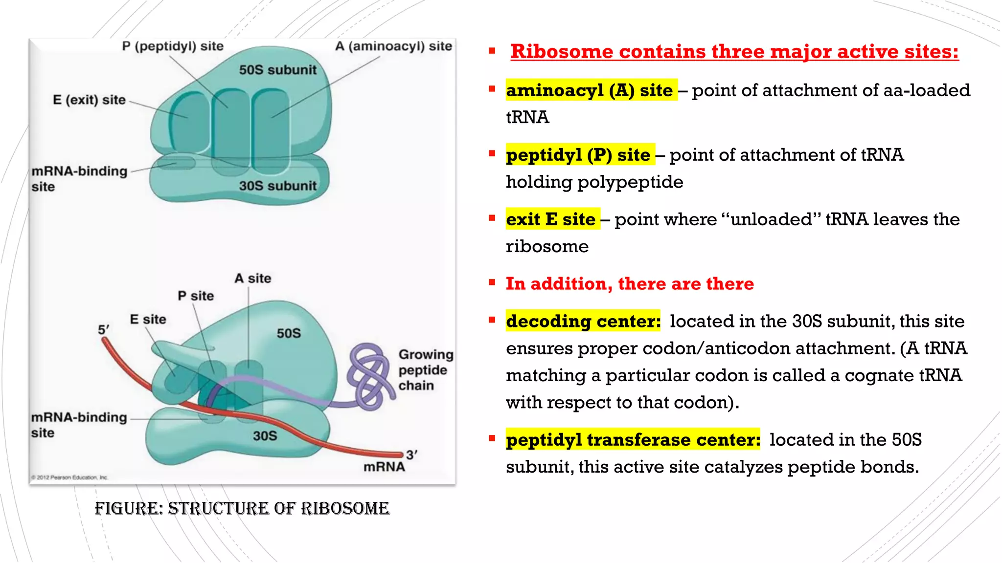 Structure of Ribosomes.pdf