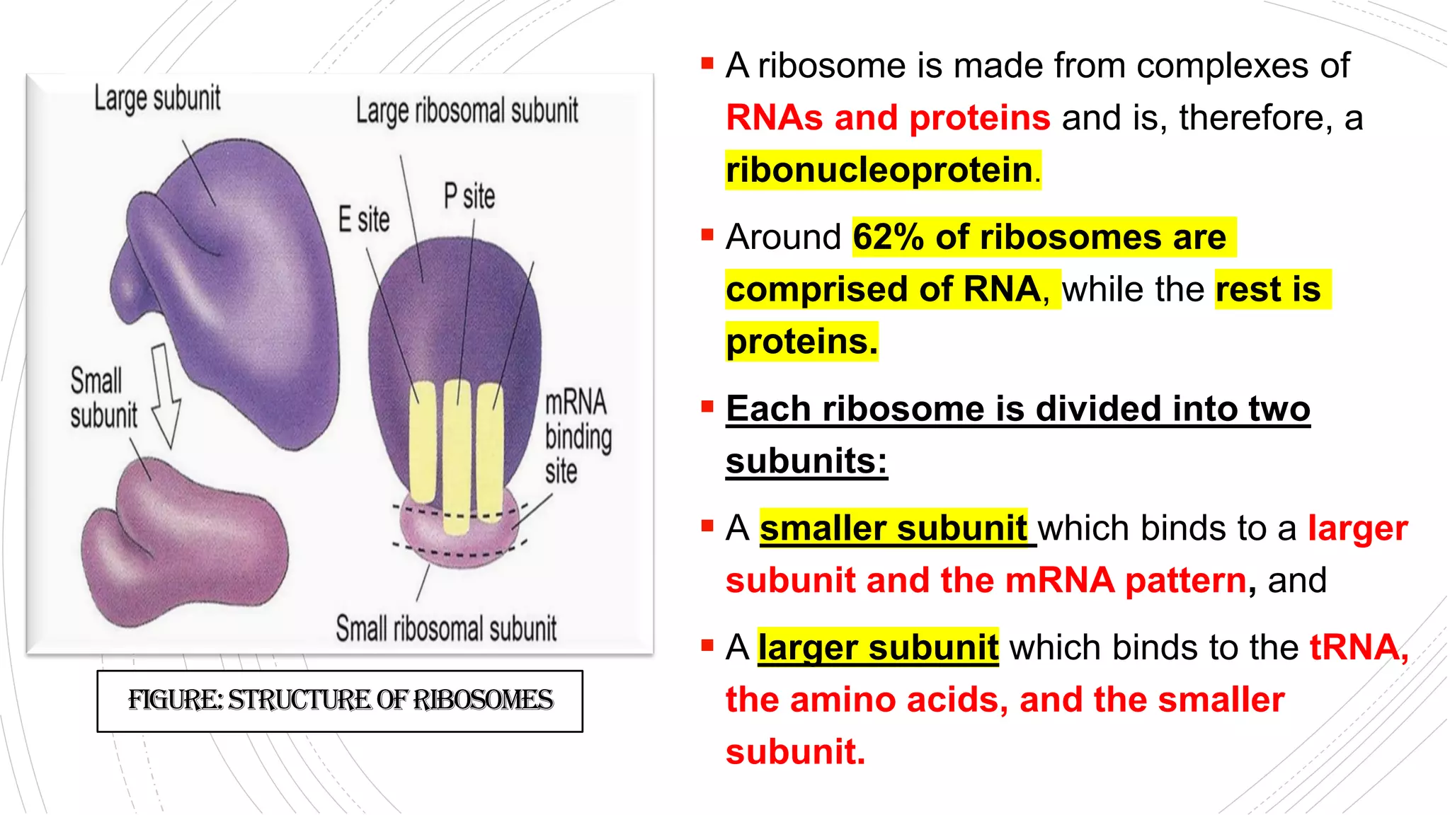 Structure of Ribosomes.pdf
