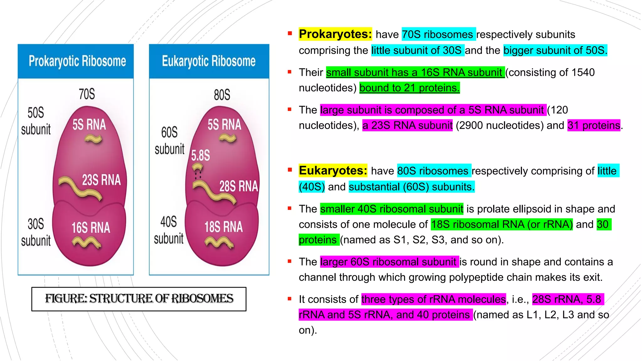 Structure of Ribosomes.pdf