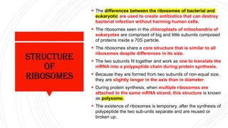 Structure of Ribosomes.pdf