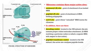 Structure of Ribosomes.pdf