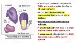 Structure of Ribosomes.pdf