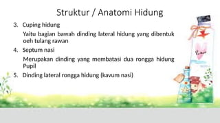 1_STRUKTUR DAN FUNGSI HIDUNG, LIDAH & KULIT.pptx