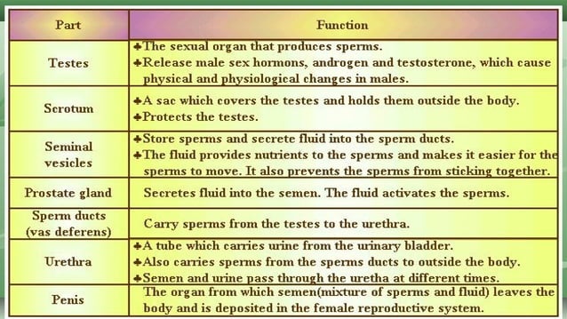 1st science 1 function of male reproductive system | PPT