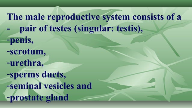 1st science 1 function of male reproductive system | PPT