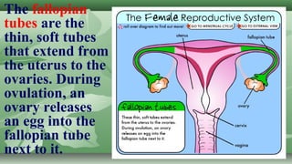 1st science 2 function of female reproductive system | PPT