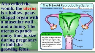 1st science 2 function of female reproductive system | PPT