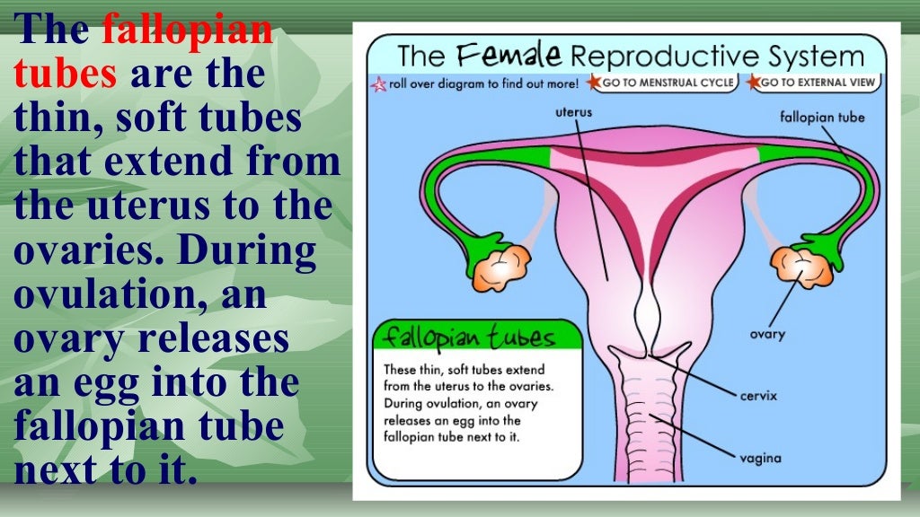 Female Reproductive System