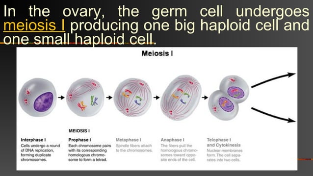 1st Science 5 Cellular Reproduction Of Sex Cells Ppt 5892