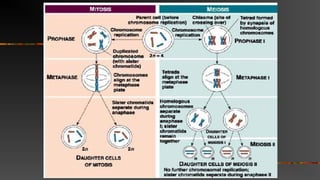 1st science 5 cellular reproduction of sex cells | PPT