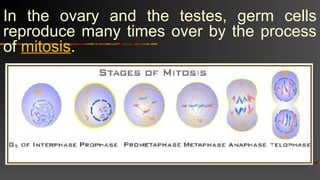 1st science 5 cellular reproduction of sex cells | PPT