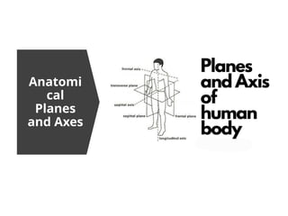 Unit I — Introduction to Anatomical Terms and Organization of the Human ...