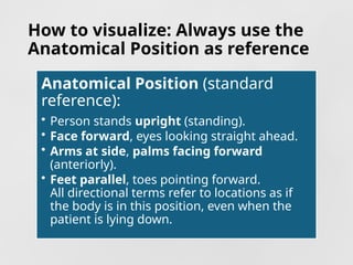 Unit I — Introduction to Anatomical Terms and Organization of the Human ...
