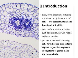 Unit I — Introduction to Anatomical Terms and Organization of the Human ...