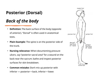 Unit I — Introduction to Anatomical Terms and Organization of the Human ...