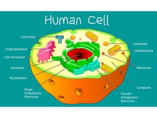 Unit I — Introduction to Anatomical Terms and Organization of the Human ...
