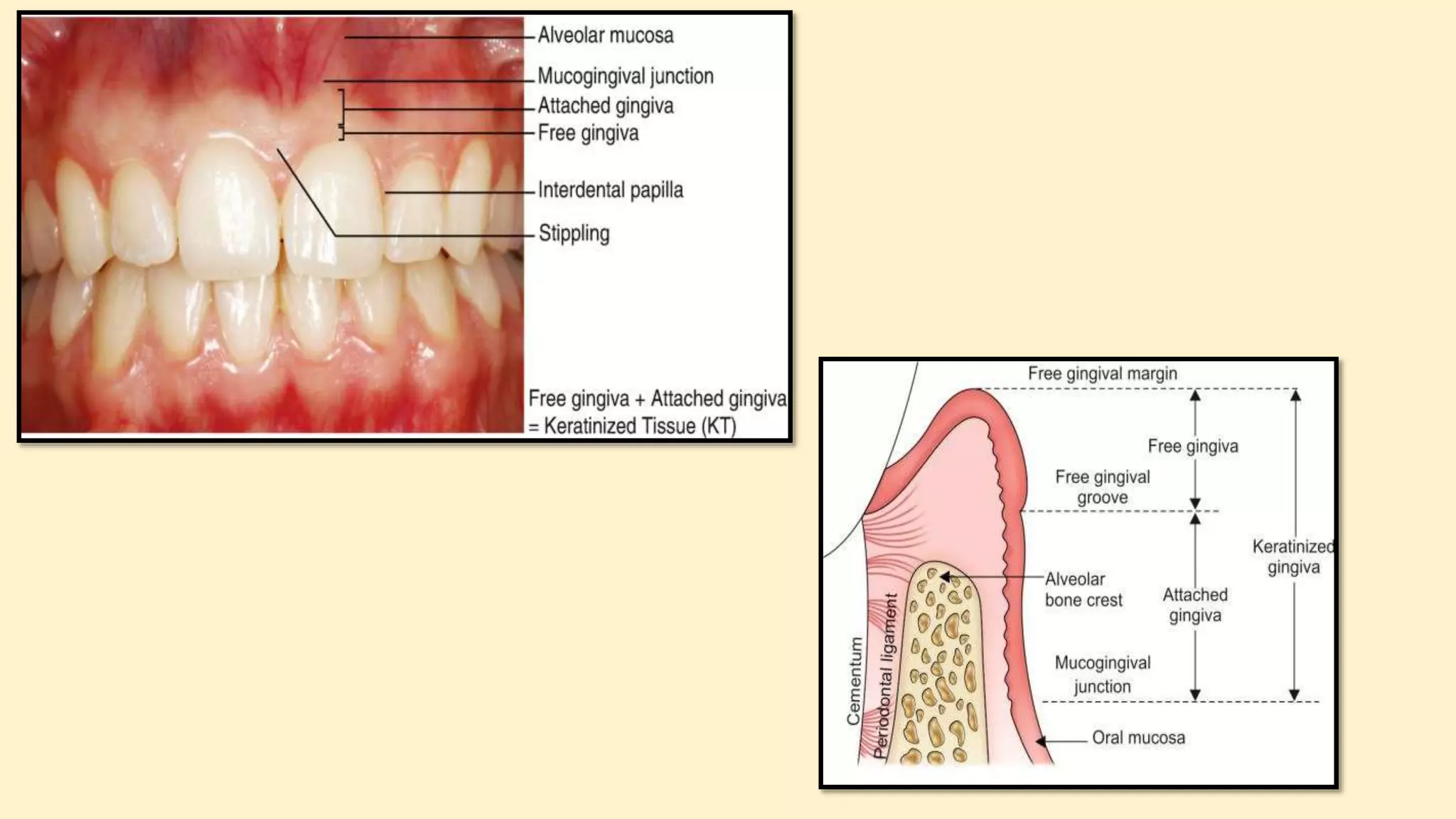 Structural anatomy and development of periodontium | PPTX