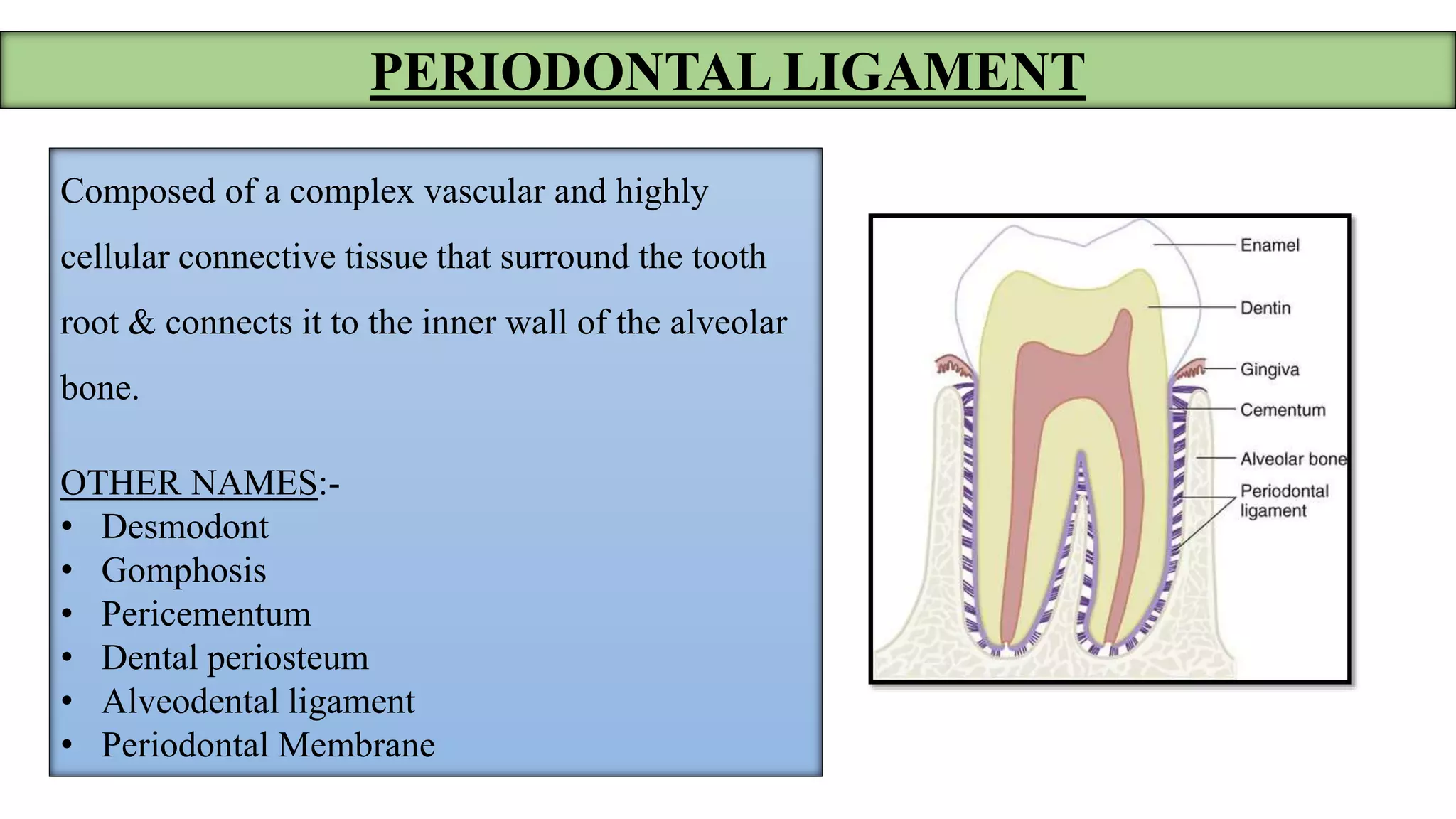 Structural anatomy and development of periodontium | PPTX