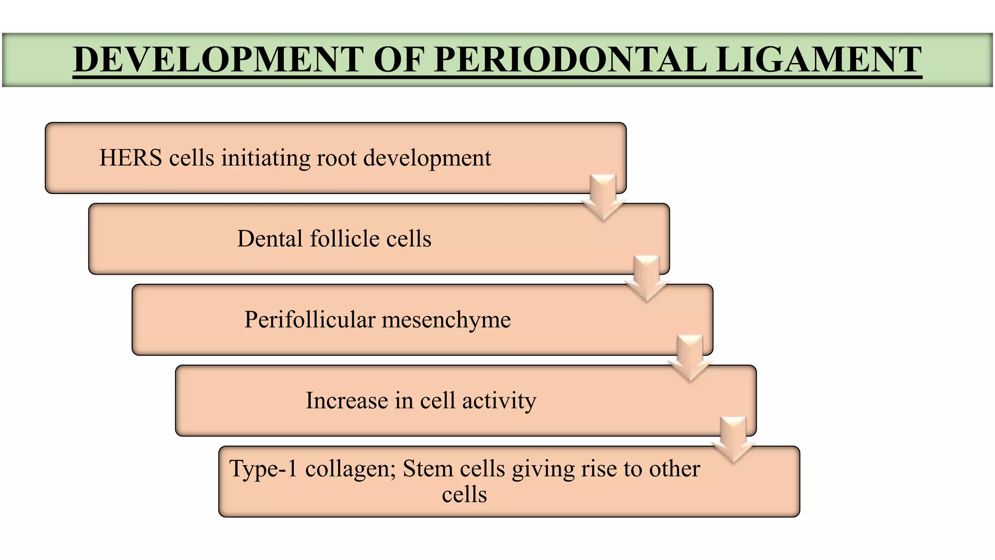 Structural anatomy and development of periodontium | PPTX