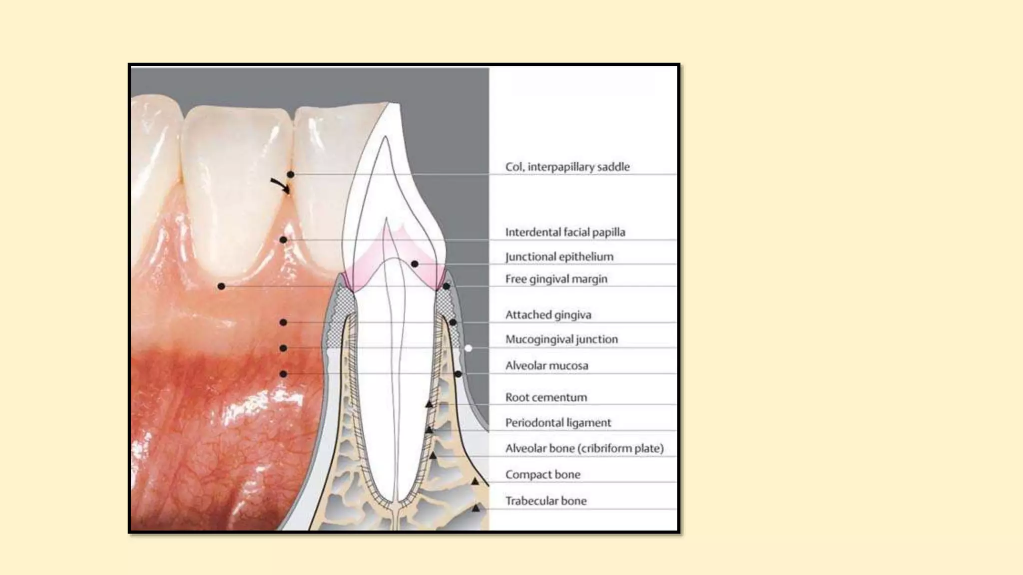 Structural anatomy and development of periodontium | PPTX