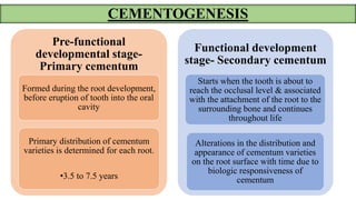 Structural anatomy and development of periodontium | PPTX