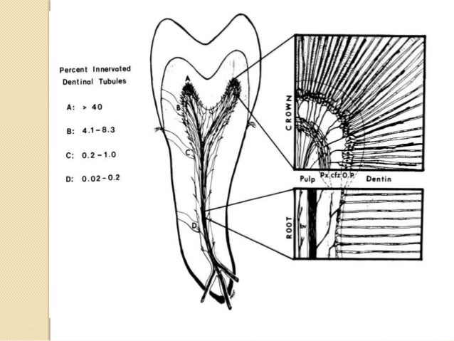 Dental pulp