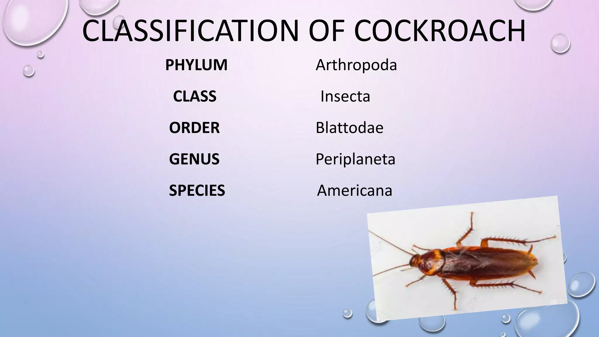 External morphology of cockroach | PPTX